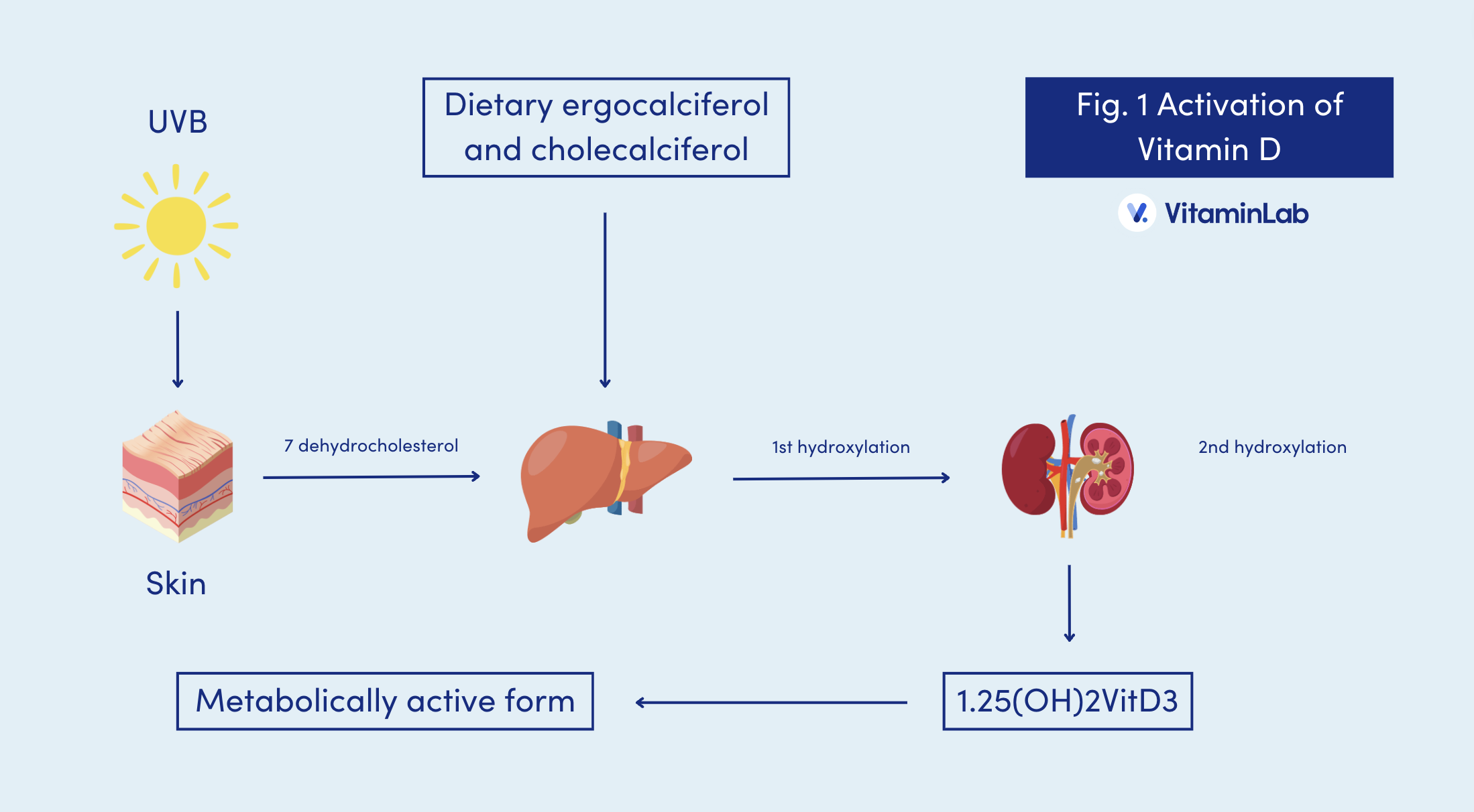 Top 10 Signs You May Have a Vitamin D Deficiency - The VitaminLab Blog